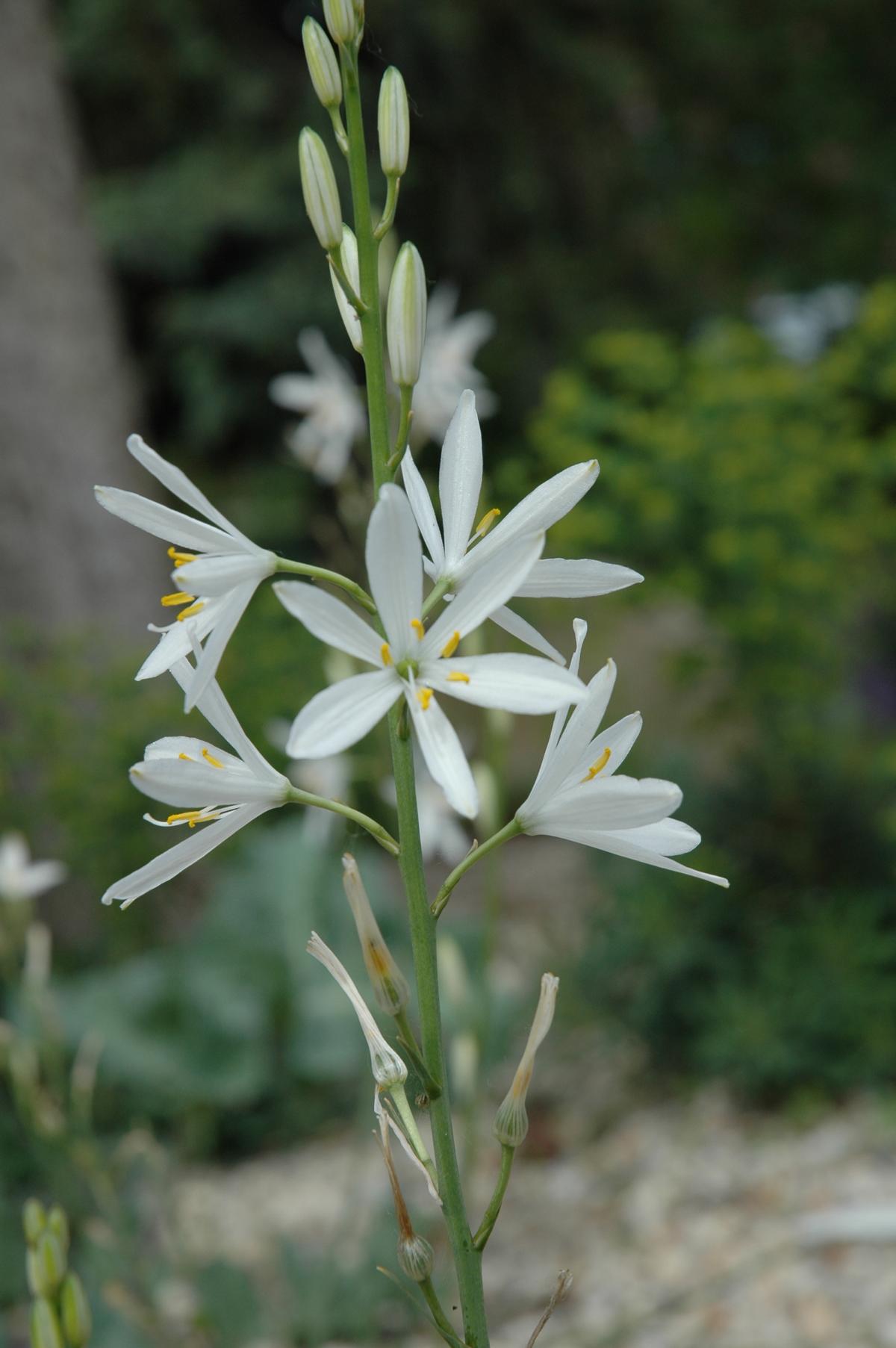 Baumscheibe Filigran - Stauden Ring GmbH