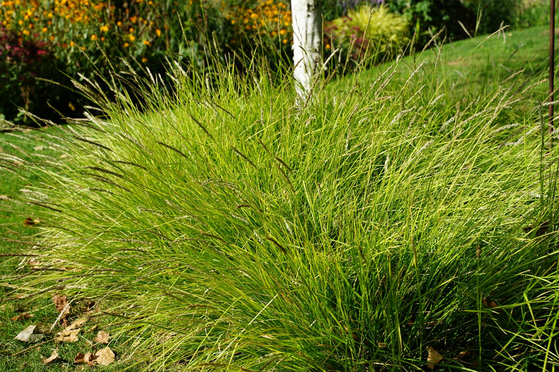 Baumscheibe Filigran - Stauden Ring GmbH