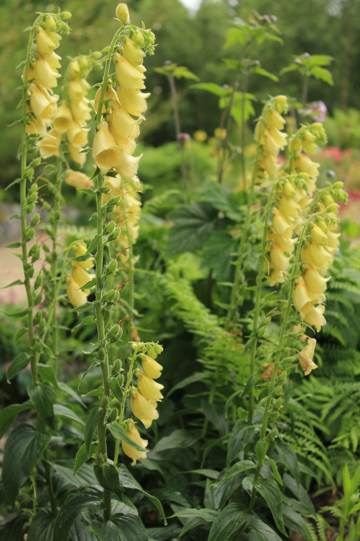 Baumscheibe Filigran - Stauden Ring GmbH