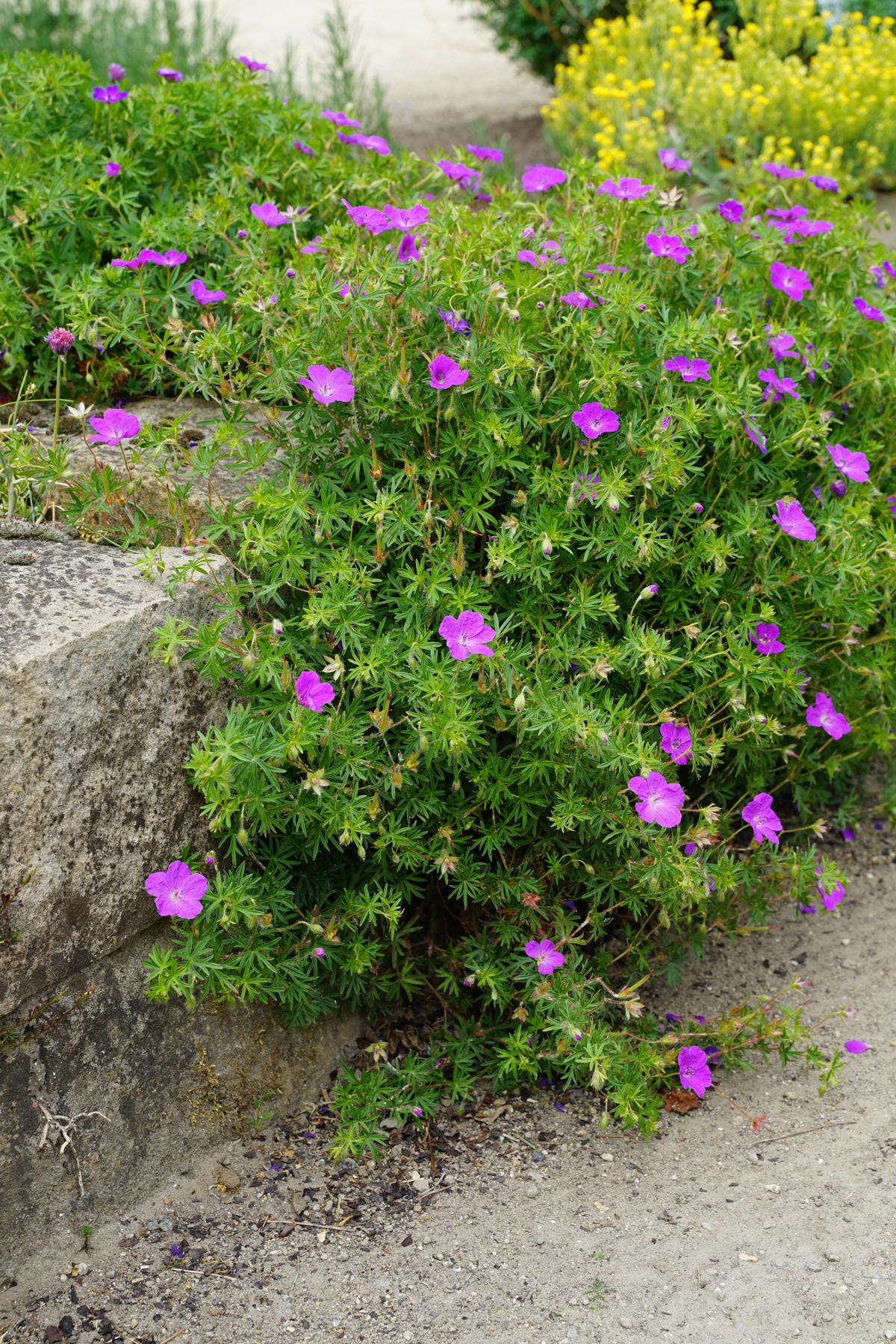 Baumscheibe Filigran - Stauden Ring GmbH