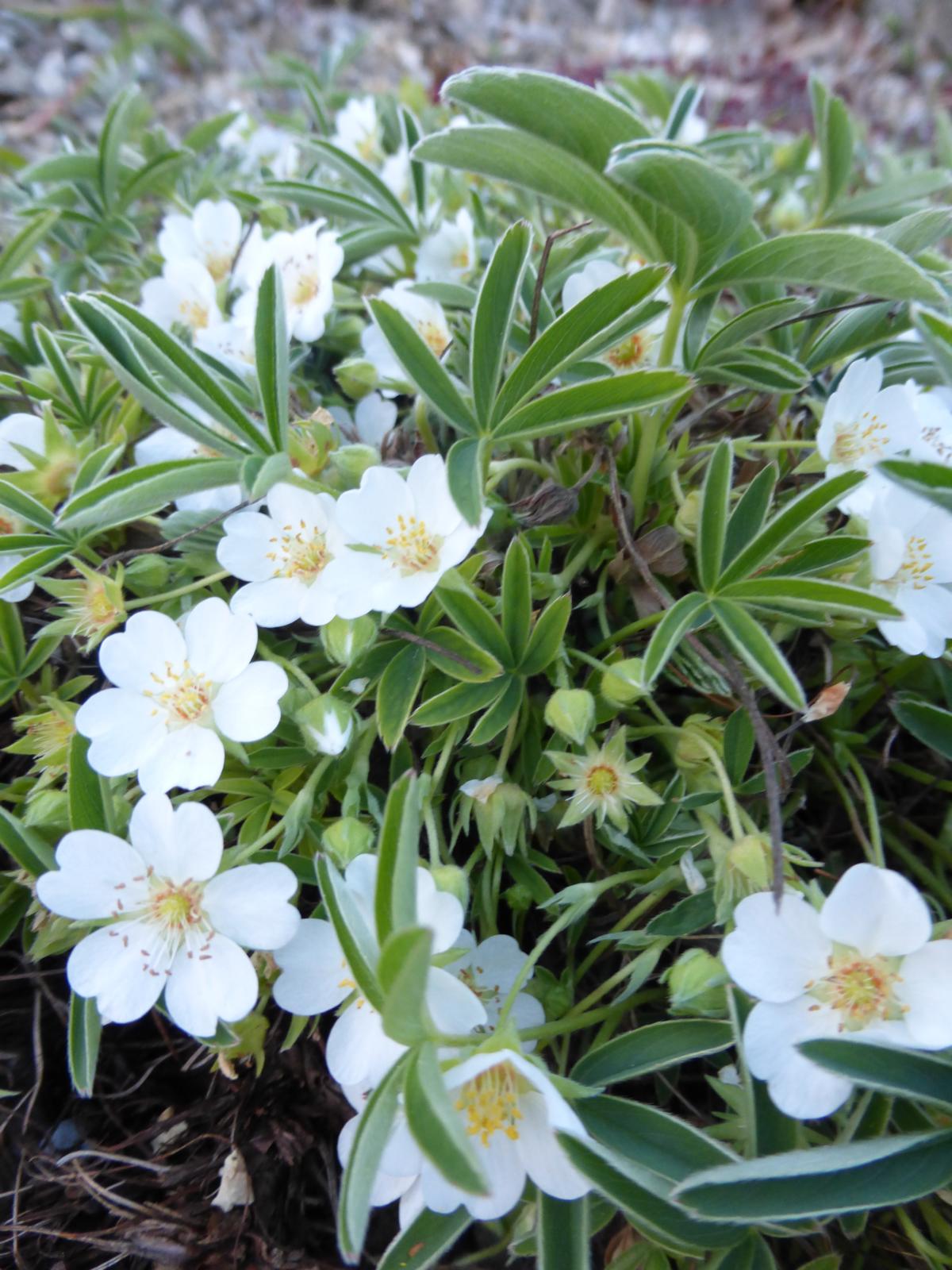 Baumscheibe Filigran - Stauden Ring GmbH