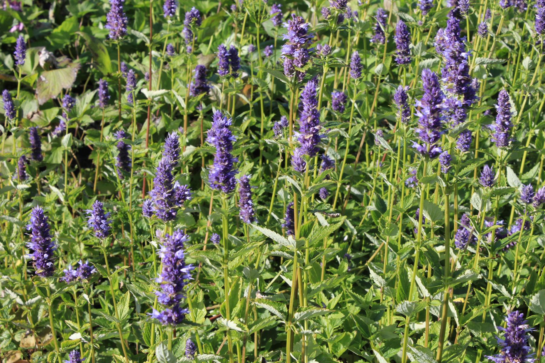 Kleiner Indianersommer - Stauden Ring GmbH