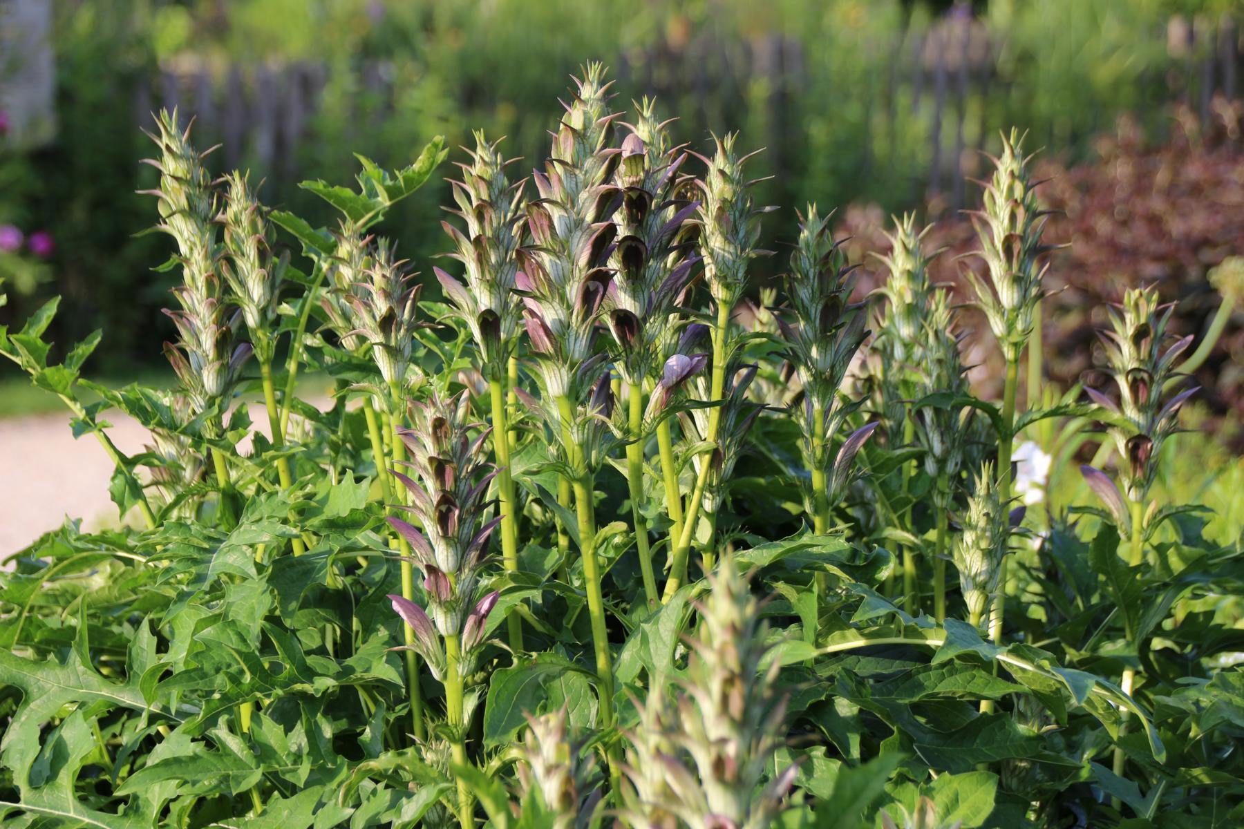 Tanz der Gräser - Stauden Ring GmbH